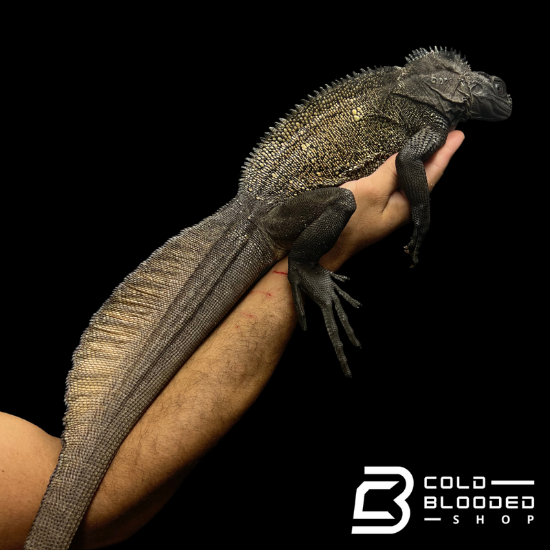 Adult Black Sailfin Dragon Lizard - Hydrosaurus celebensis