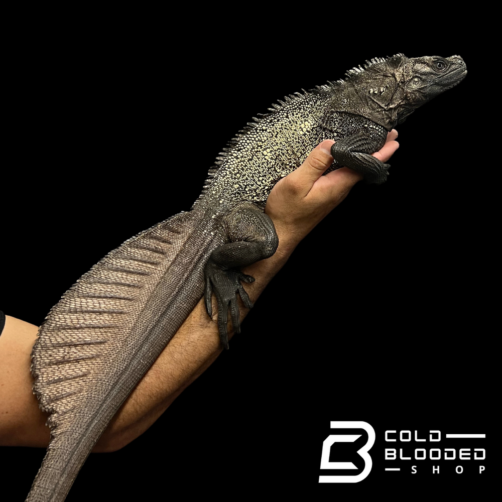 Adult Black Sailfin Dragon Lizard - Hydrosaurus celebensis