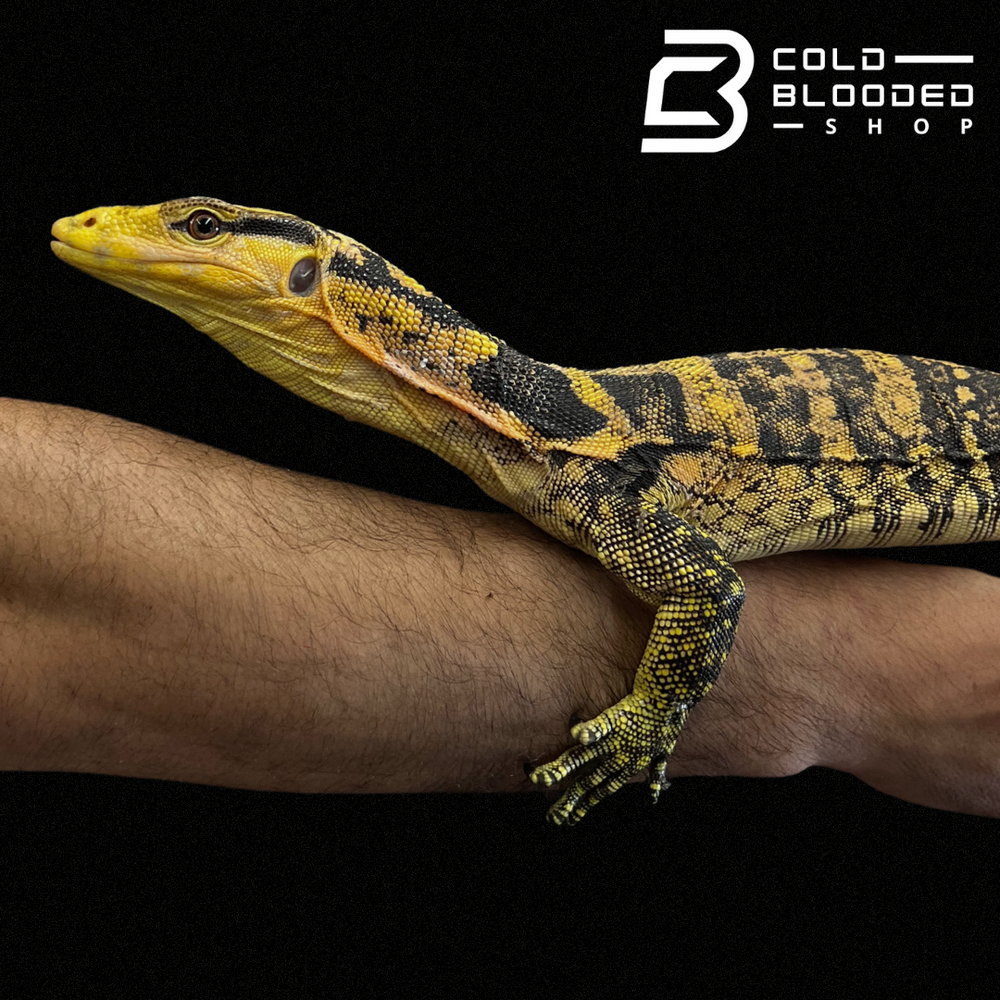Juvenile Yellow-headed Water Monitor - Varanus cumingi