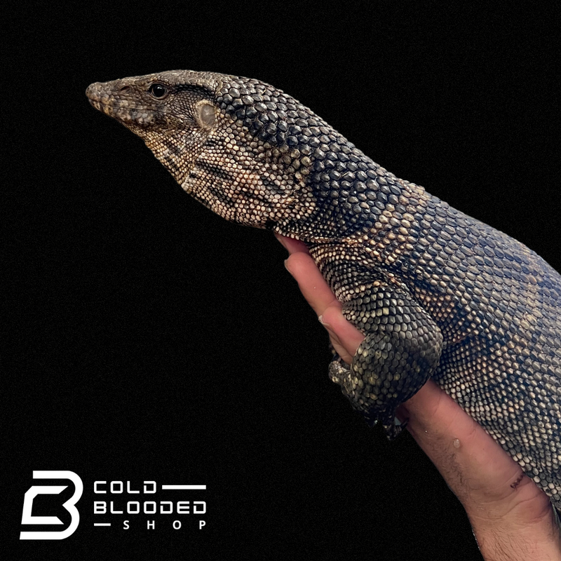 Adult Male Dumeril's Monitor - Varanus dumerilii