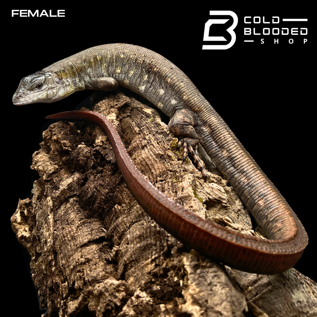 Proven Breeder Crocodile Tegu - Crocodilurus amazonicus