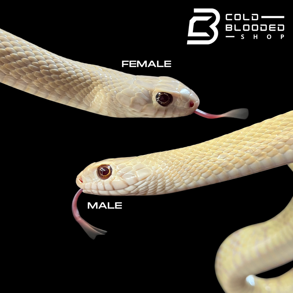 Adult Pair of Albino Oriental Rat Snakes - Ptyas mucosa