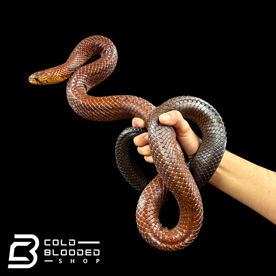 Female Black-tailed Yucatan Cribo - Drymarchon melanurus