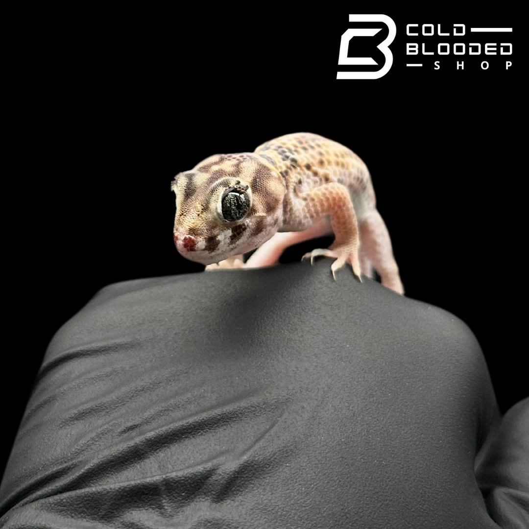 Frog-Eyed Geckos - Teratoscincus scincus