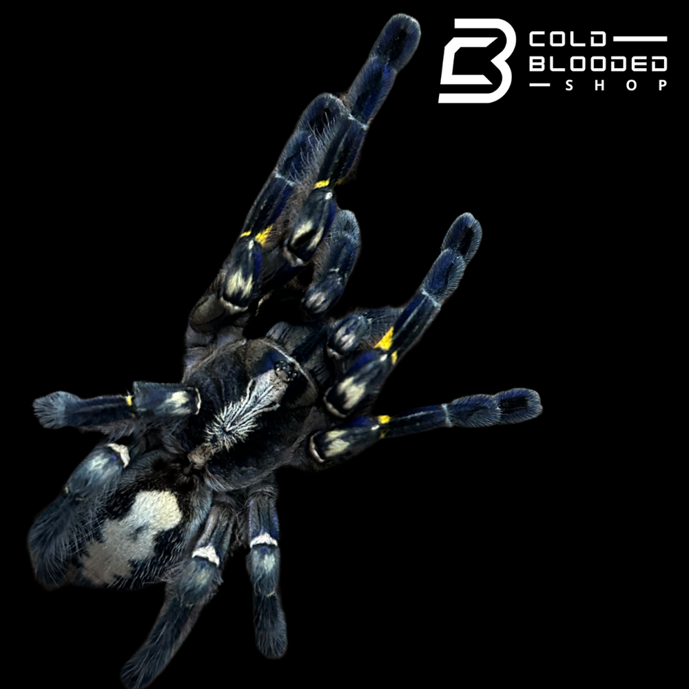 Adult Female Gooty Sapphire Ornamental Tarantulas - Poecilotheria meta