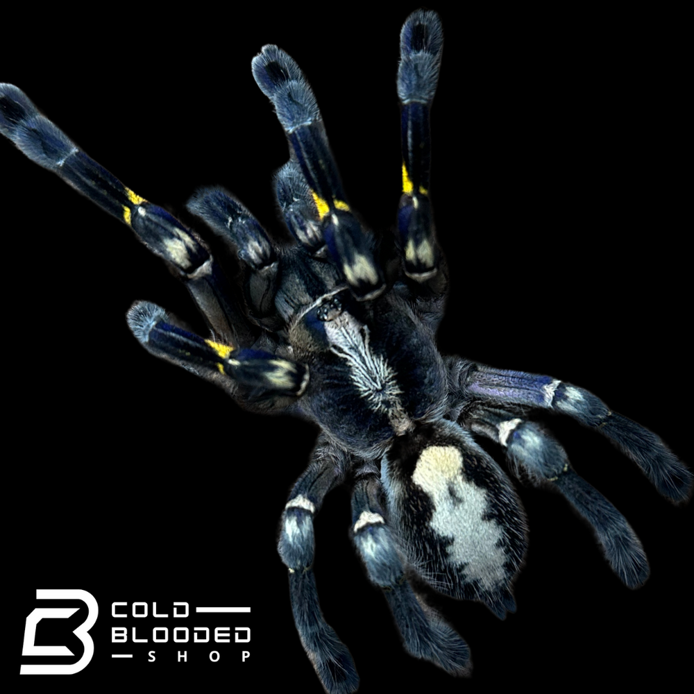 Adult Female Gooty Sapphire Ornamental Tarantulas - Poecilotheria meta