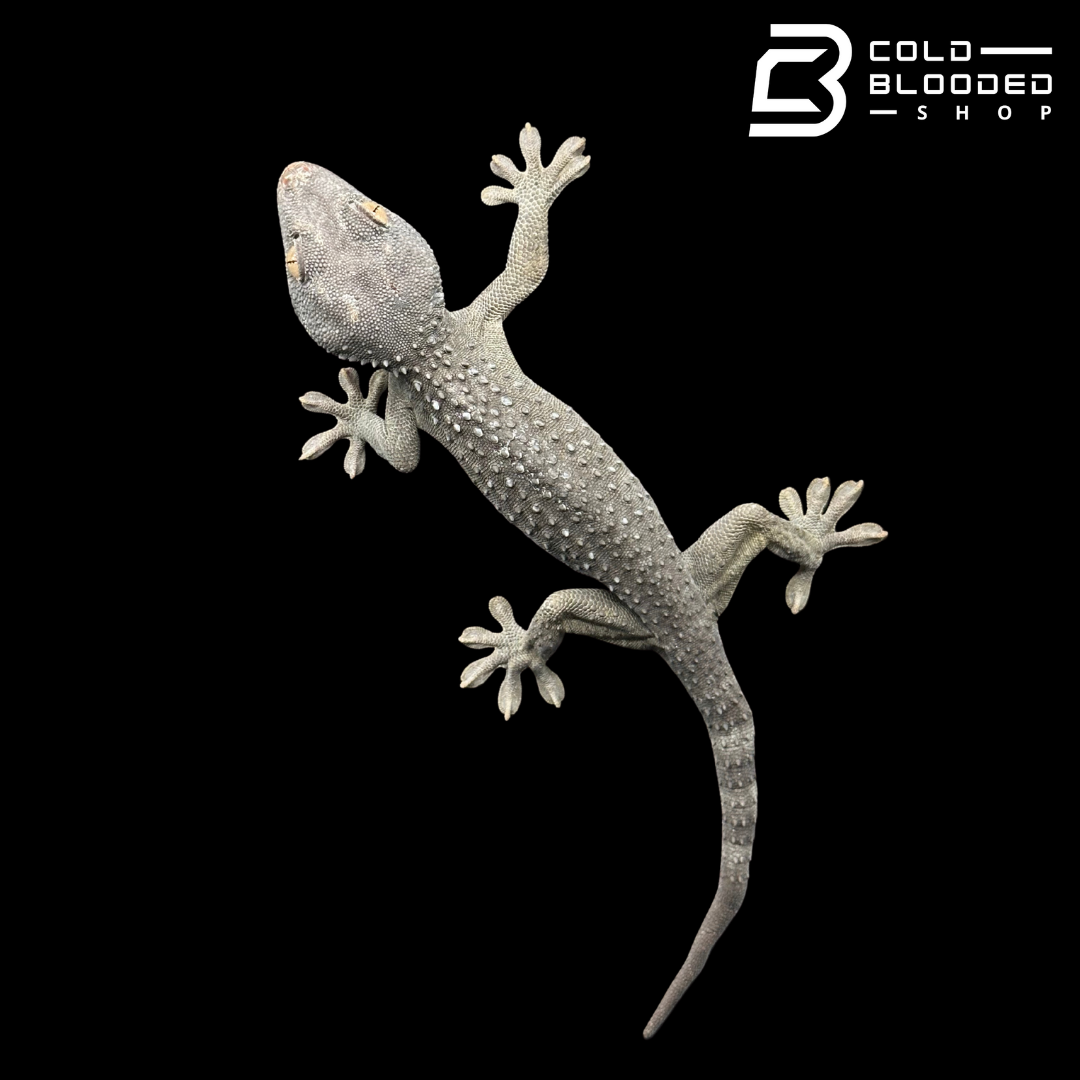 Adult male Patternless Tokay Gecko - Gekko gecko