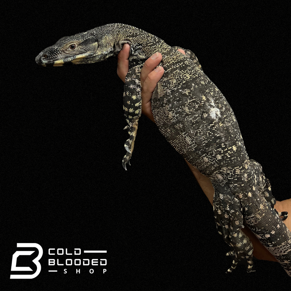 Adult Lace Monitor - Varanus varius for Sale