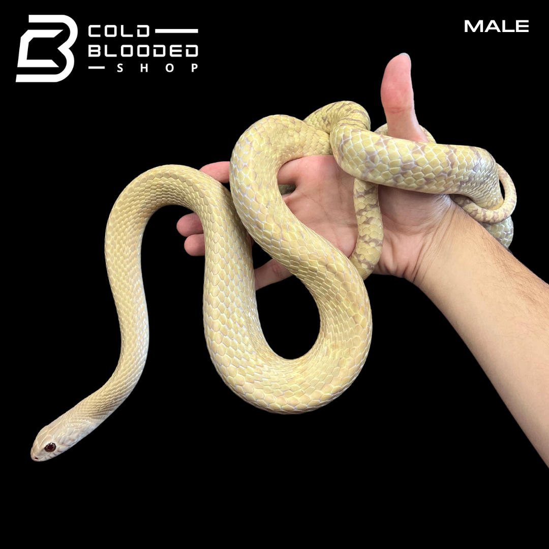 Adult Pair of Albino Oriental Rat Snakes - Ptyas mucosa