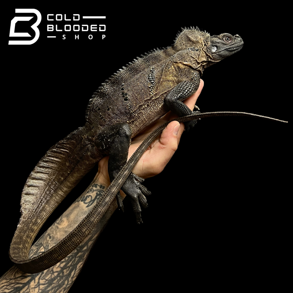 Adult Indonesian Sailfin Dragon Lizard - Hydrosaurus microlophus