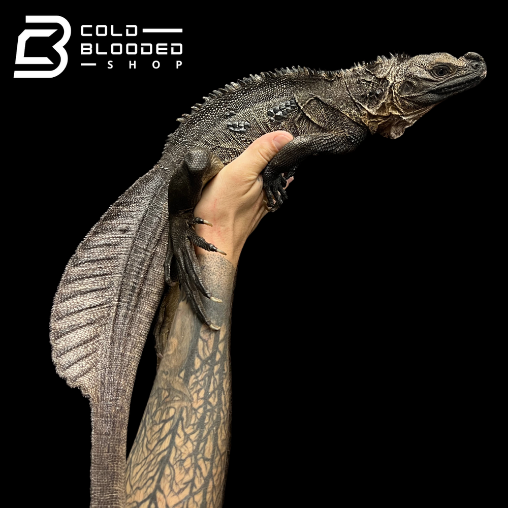 Adult Indonesian Sailfin Dragon Lizard - Hydrosaurus microlophus
