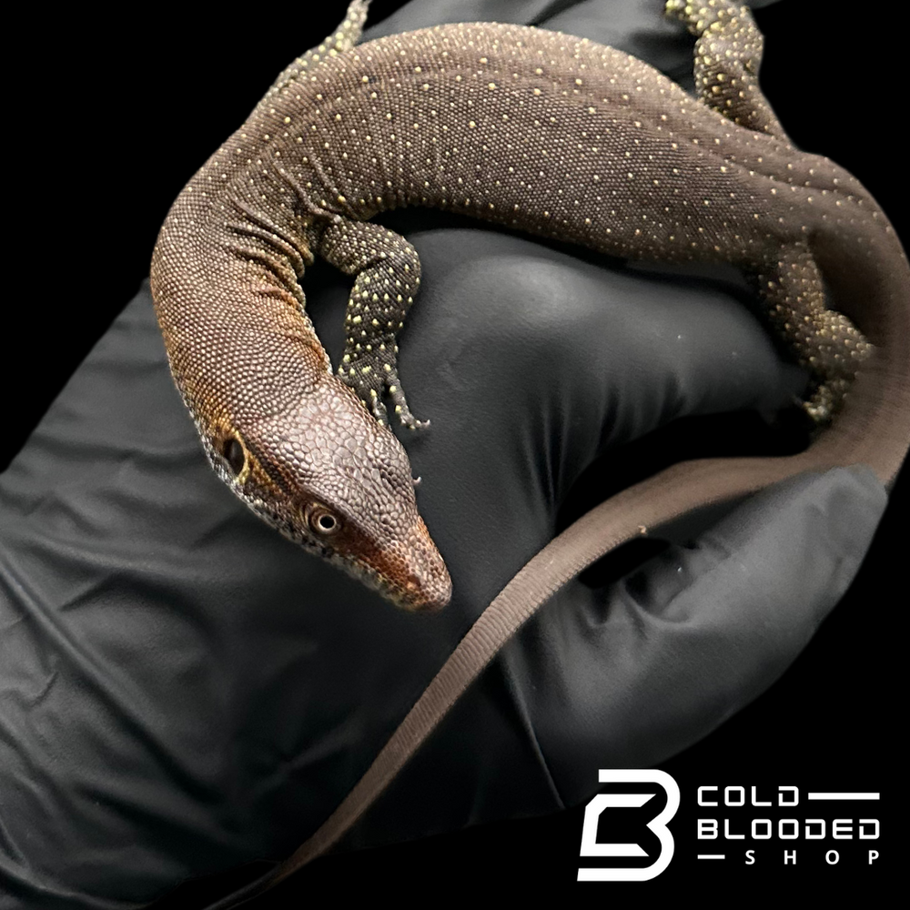 USCB Baby Mertens' Water Monitors - Varanus mertensi