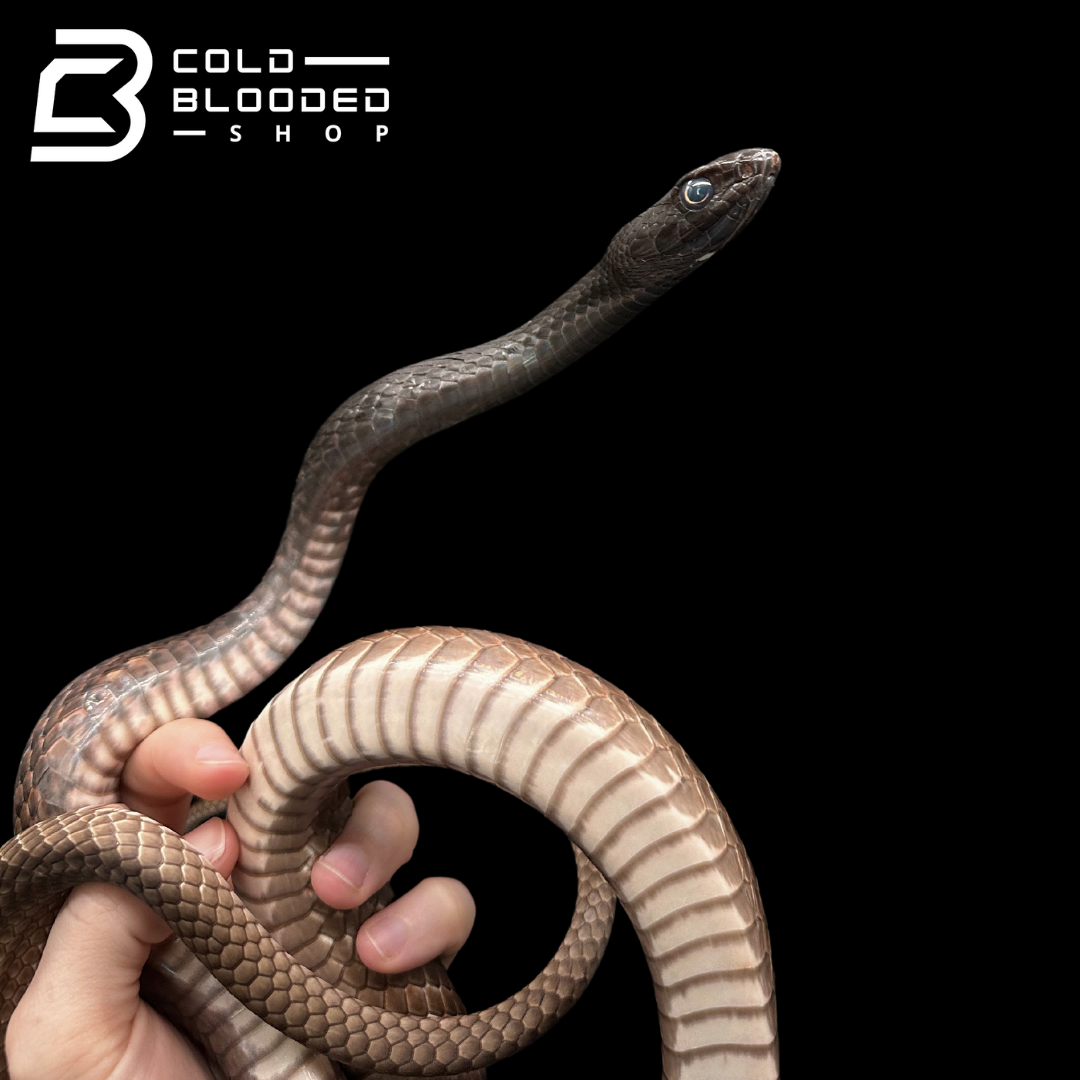 Female Adult Eastern Coachwhip - Masticophis flagellum for sale