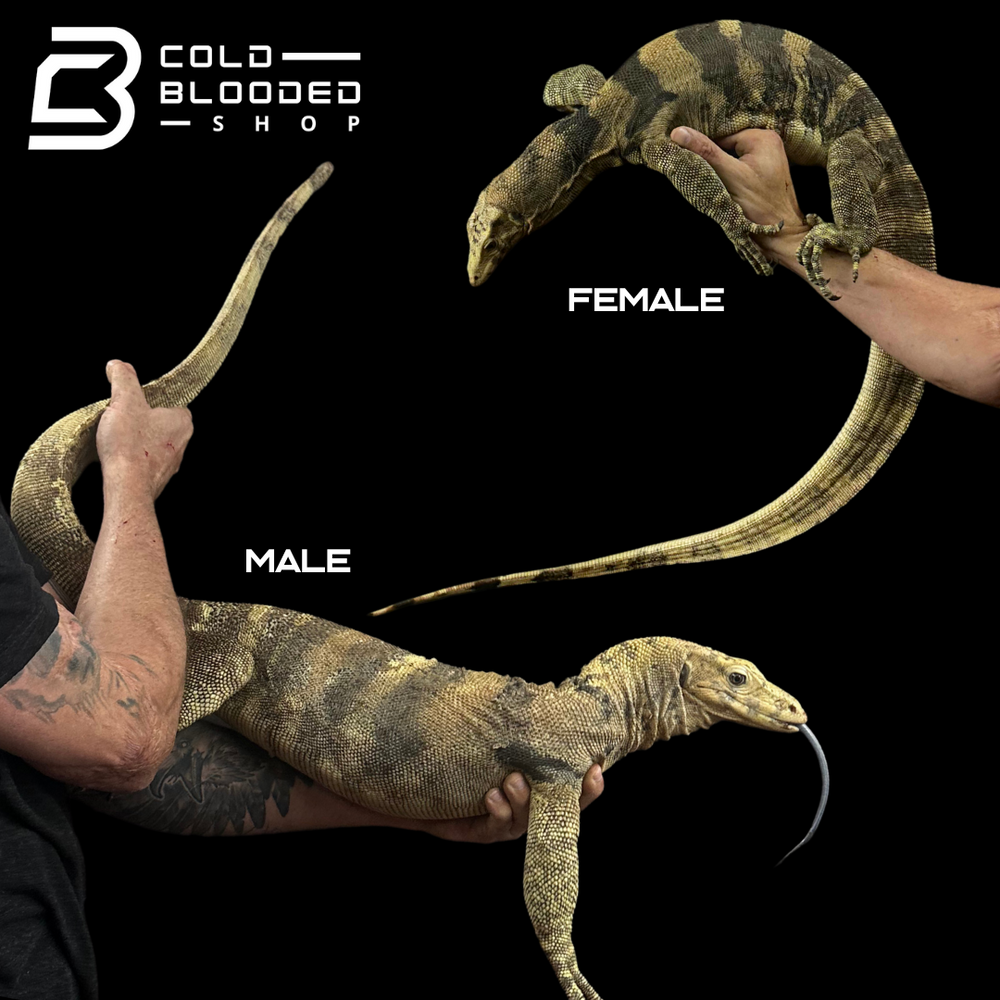 Proven Breeder Pair of Sulfur Water Monitors - Varanus salvator