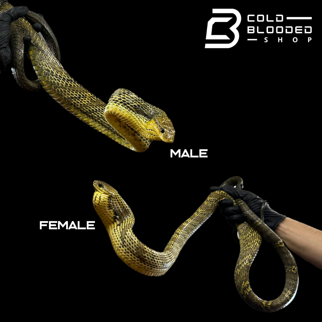 Adult Pair of Amazon Puffing Snake - Spilotes sulphureus for Sale!