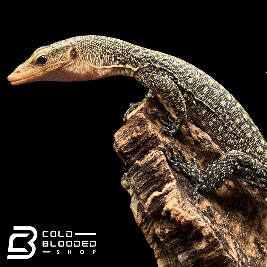Baby Quince Monitor - Varanus melinus