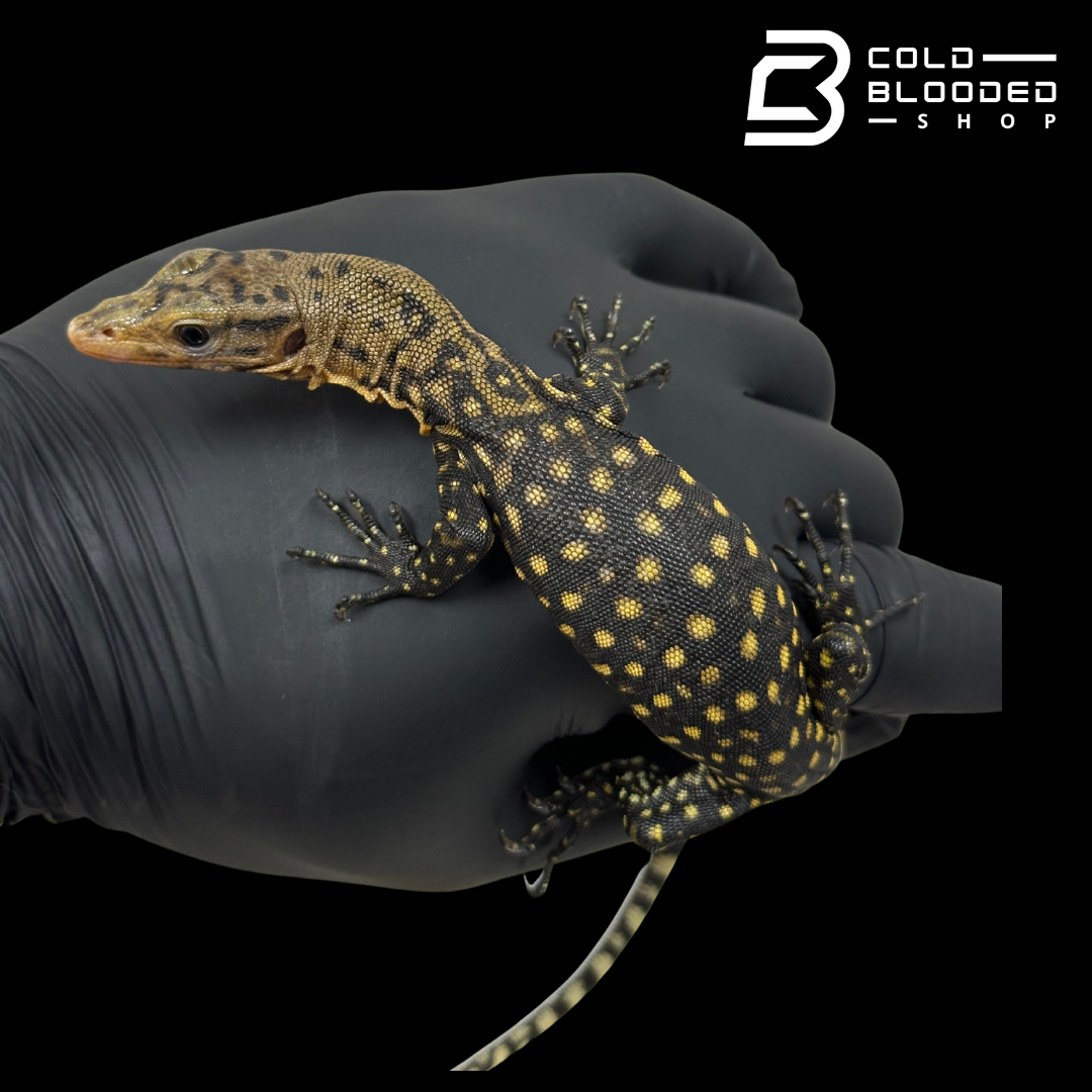Baby Quince Monitor - Varanus melinus #2