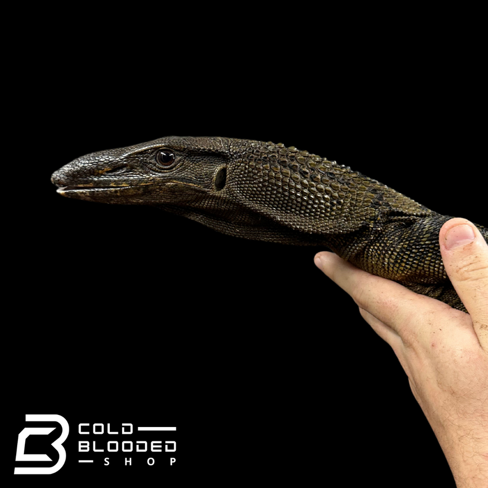 Black Roughneck Monitor - Varanus rudicollis for Sale