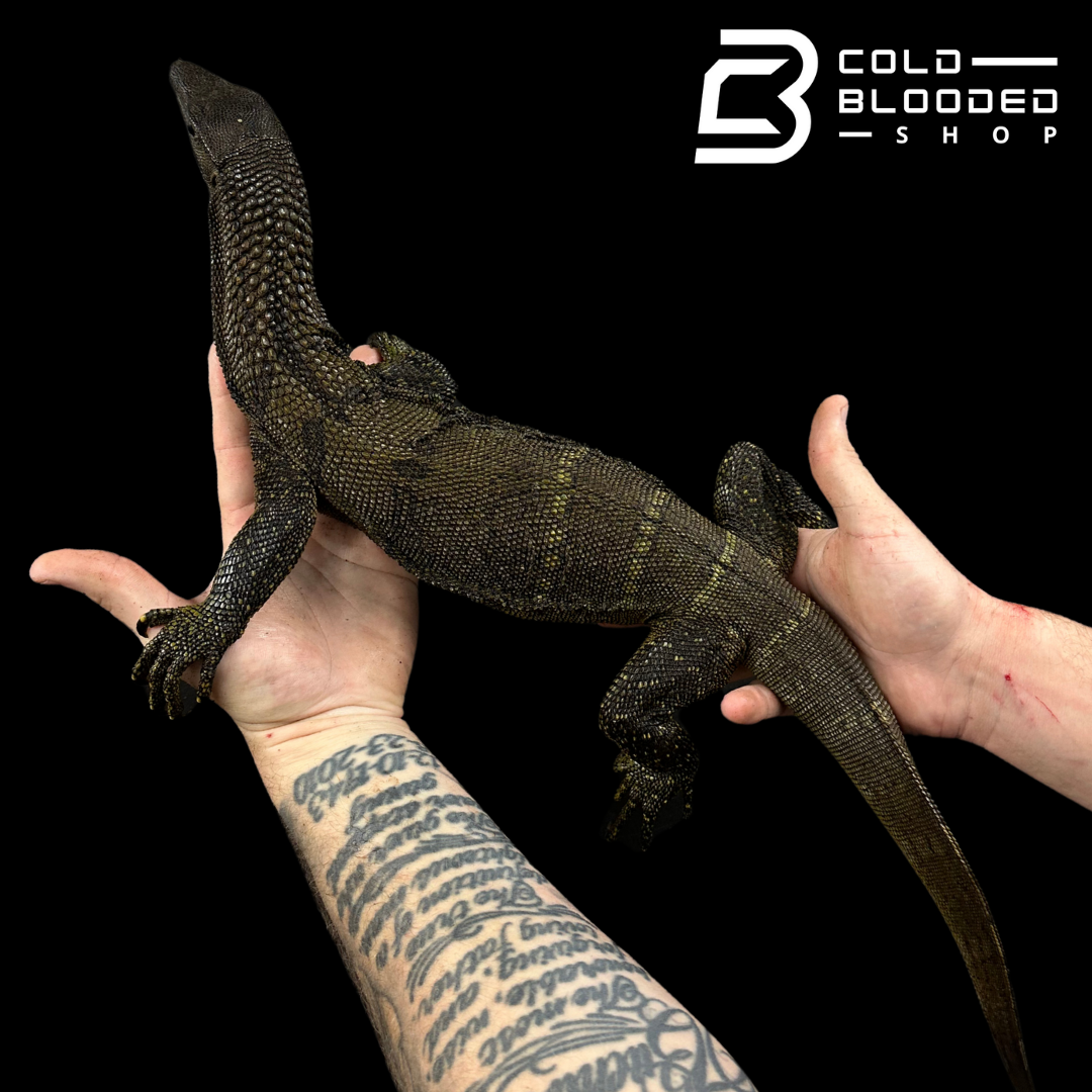 Black Roughneck Monitor - Varanus rudicollis for Sale