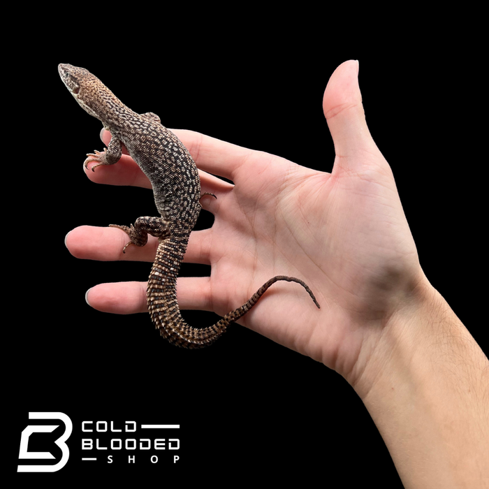 Baby/Juvenile Storr's monitor - Varanus storri