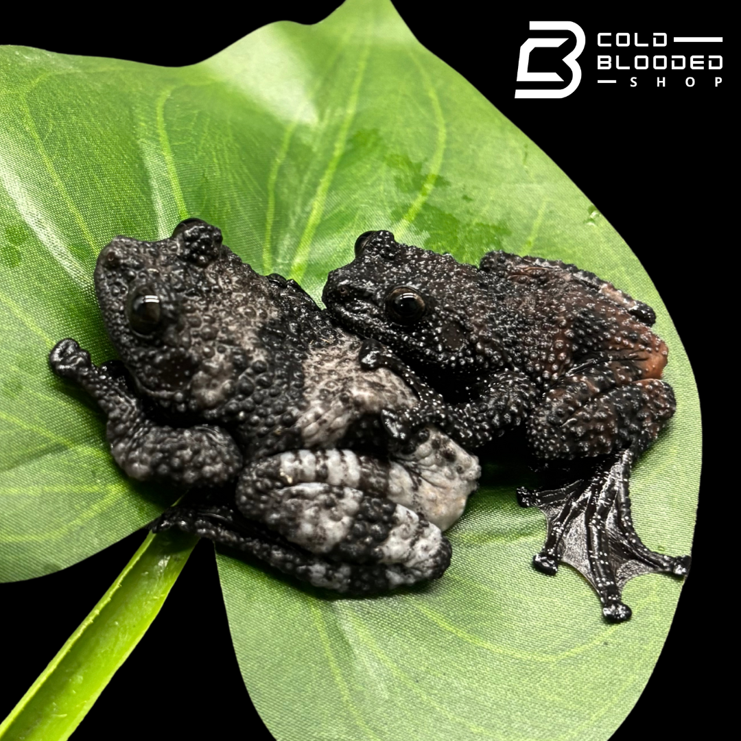 Ryabov's bug-eyed frog - Theloderma ryabovi