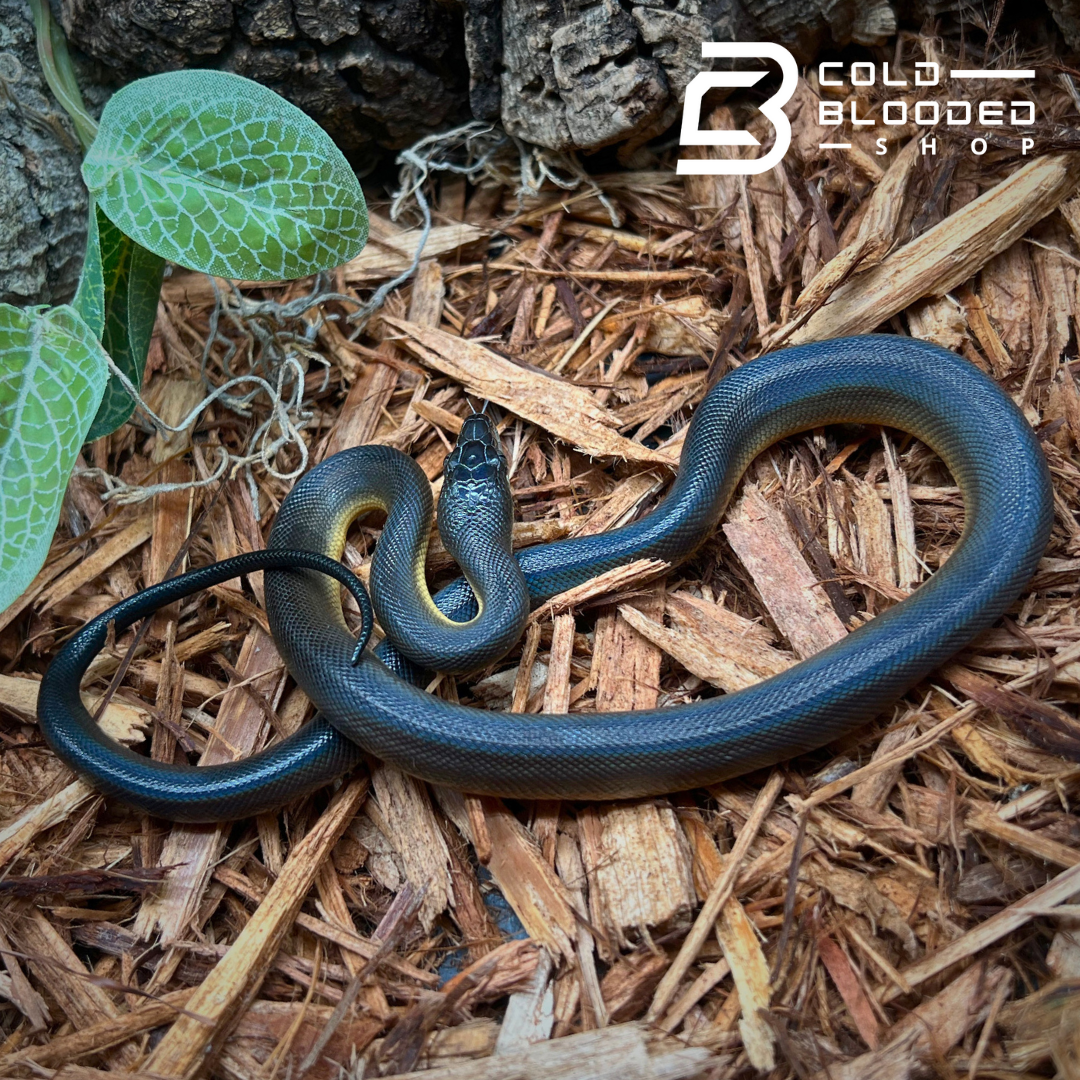 Baby Water Python - Liasis fuscus