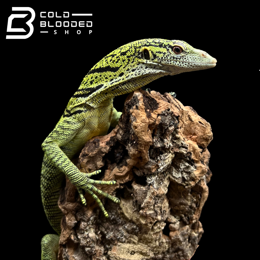 Juvenile Yellow Tree Monitor - Varanus reisingeri