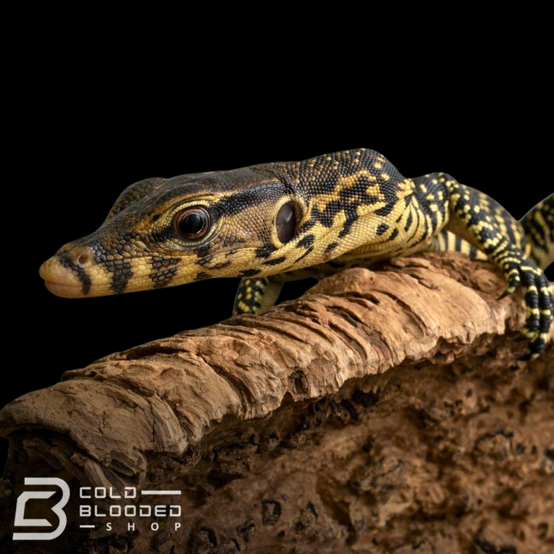 Baby Water Monitors - Varanus salvator