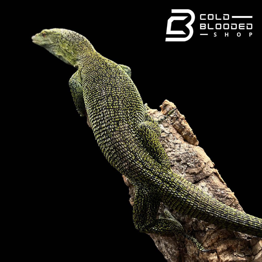 Adult Male Biak Tree Monitor - Varanus kordensis