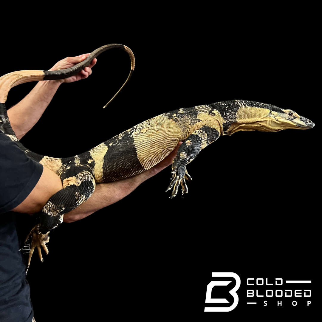 Lace Monitor Bell