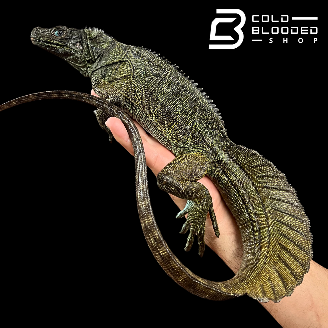 Weberi Sailfin Dragon Lizard - Hydrosaurus weberi for sale