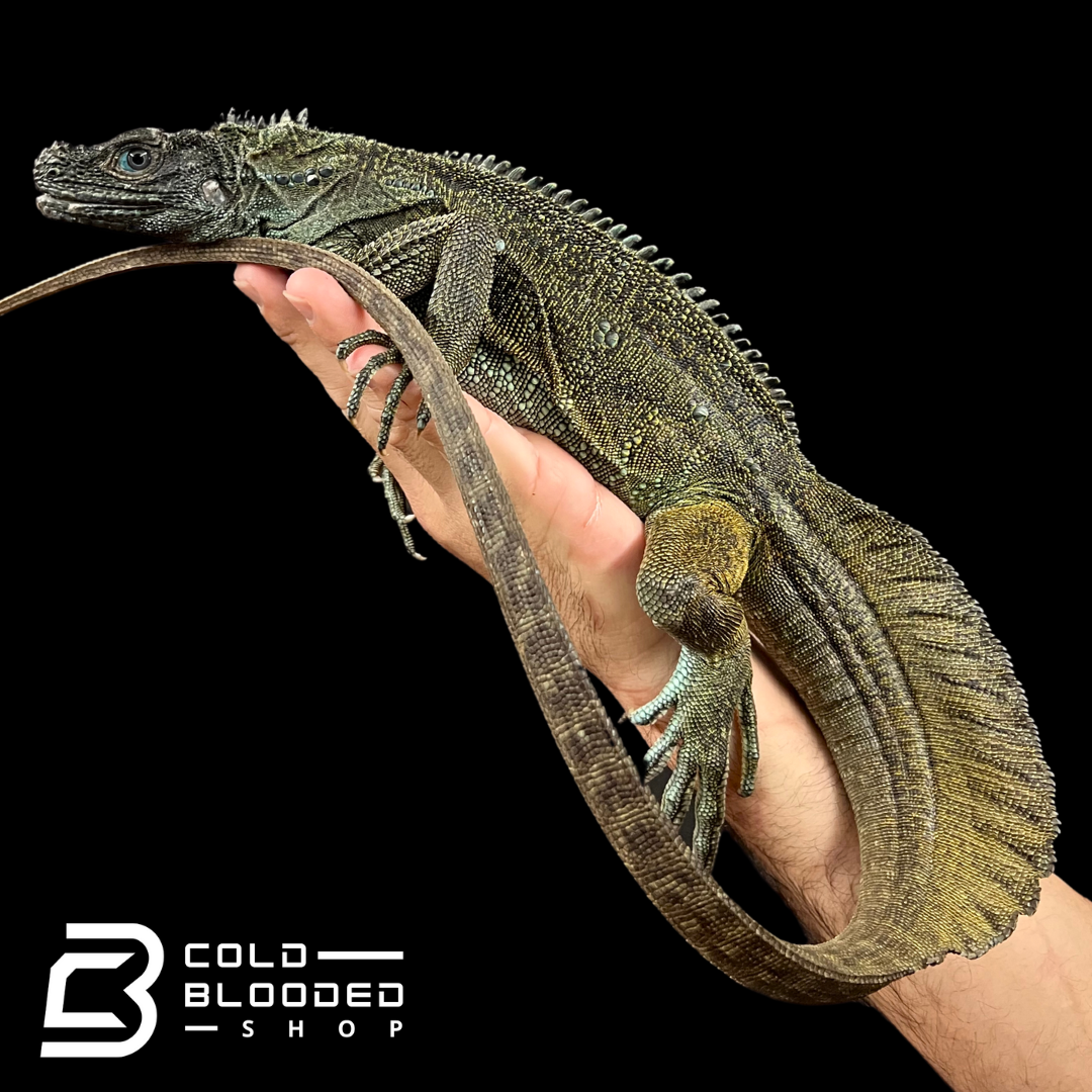 Weberi Sailfin Dragon Lizard - Hydrosaurus weberi for sale