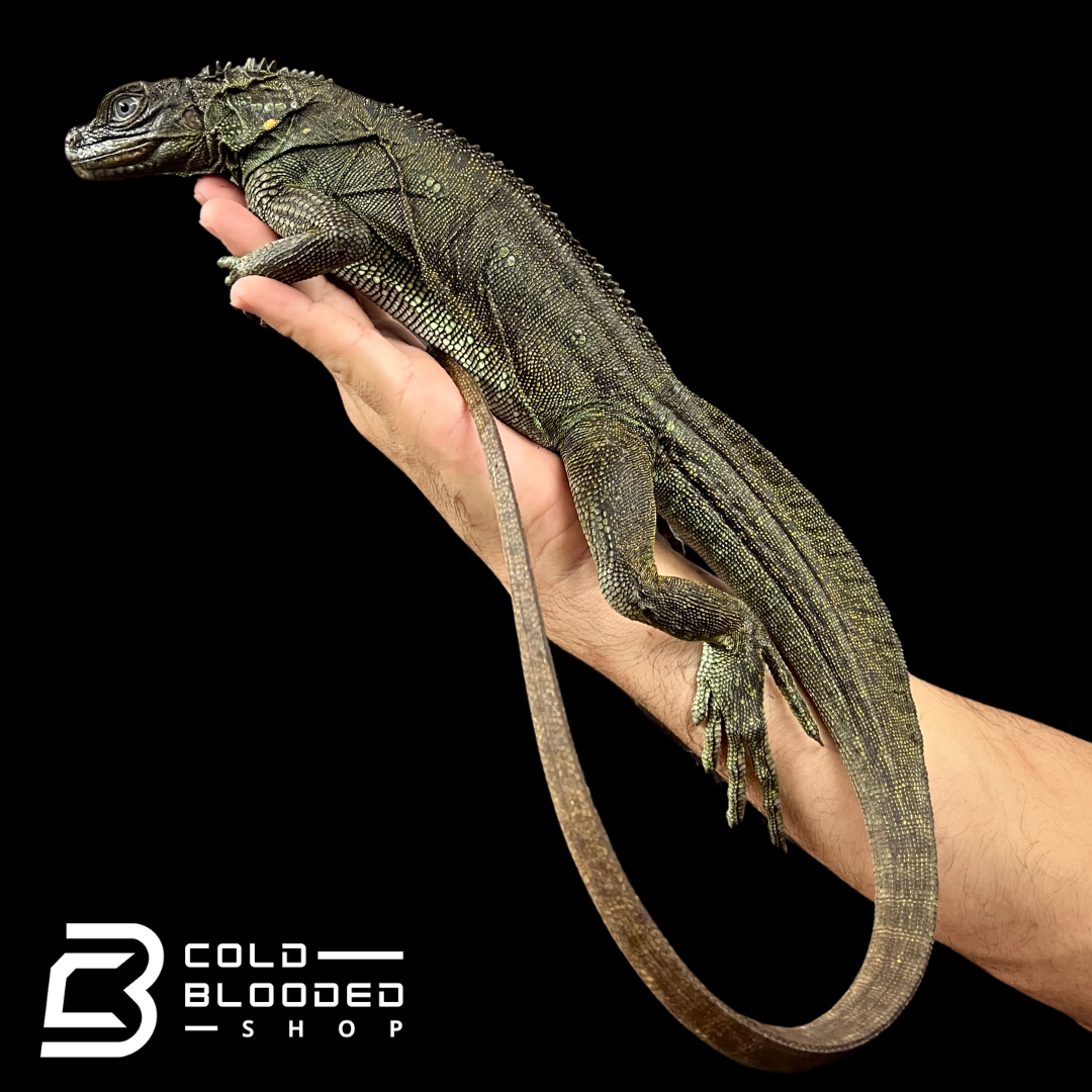 Weberi Sailfin Dragon Lizard - Hydrosaurus weberi for sale