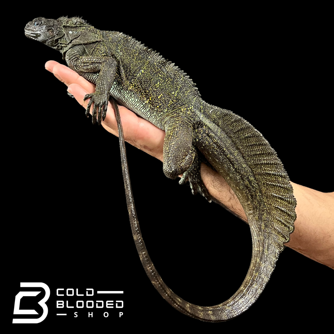 Weberi Sailfin Dragon Lizard - Hydrosaurus weberi for sale