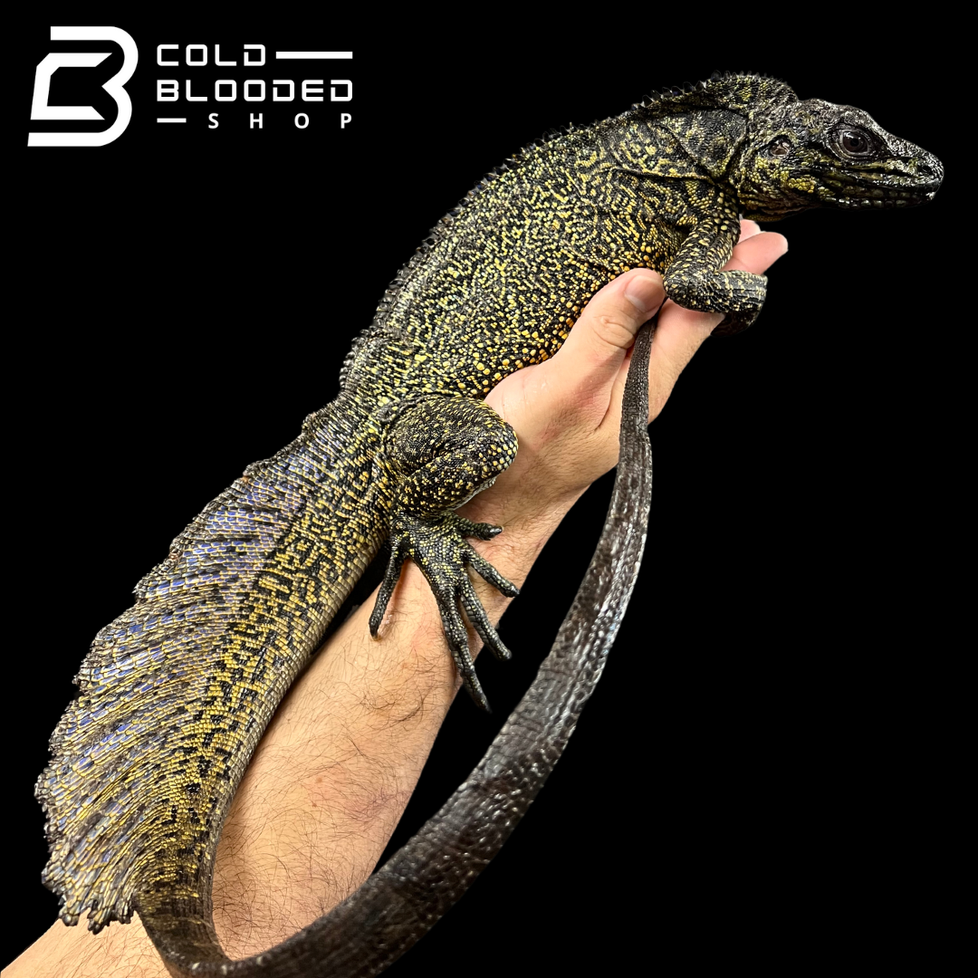 Ambon Sailfin Dragon Lizard - Hydrosaurus amboinensis for Sale