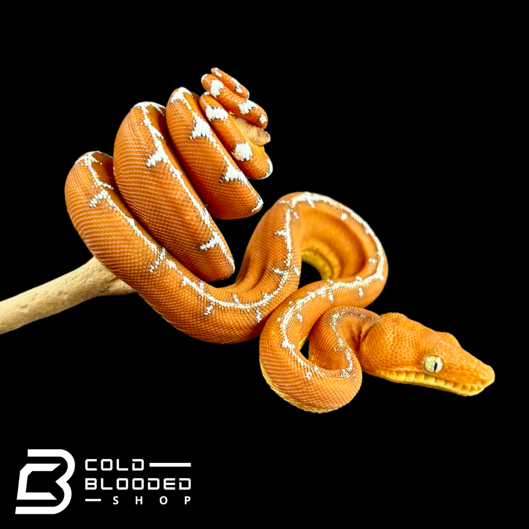 Baby Amazon Basin Emerald Tree Boa - Corallus batesii #1