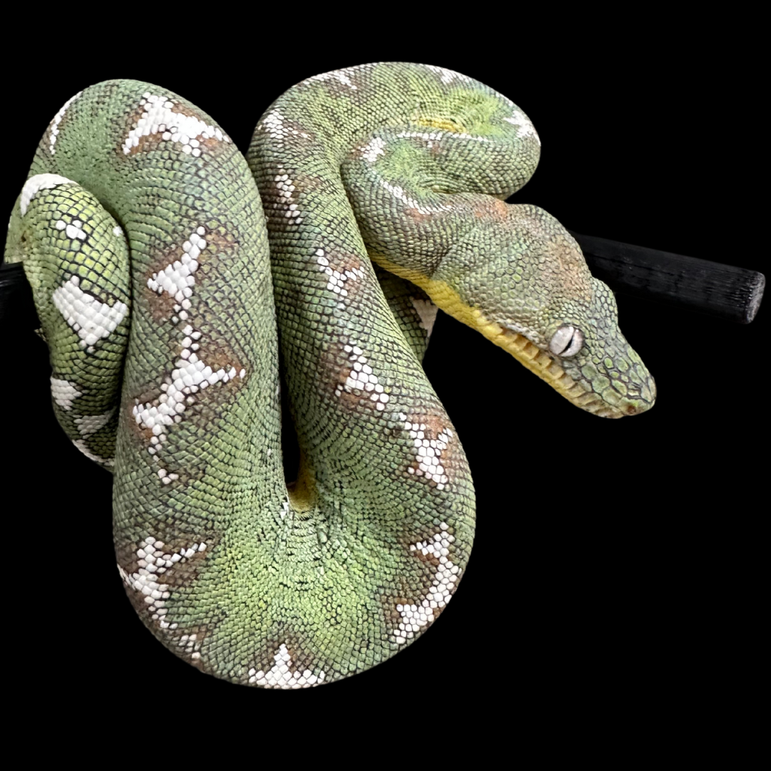 Amazon Basin Emerald tree boa female #4 - Corallus Batesii