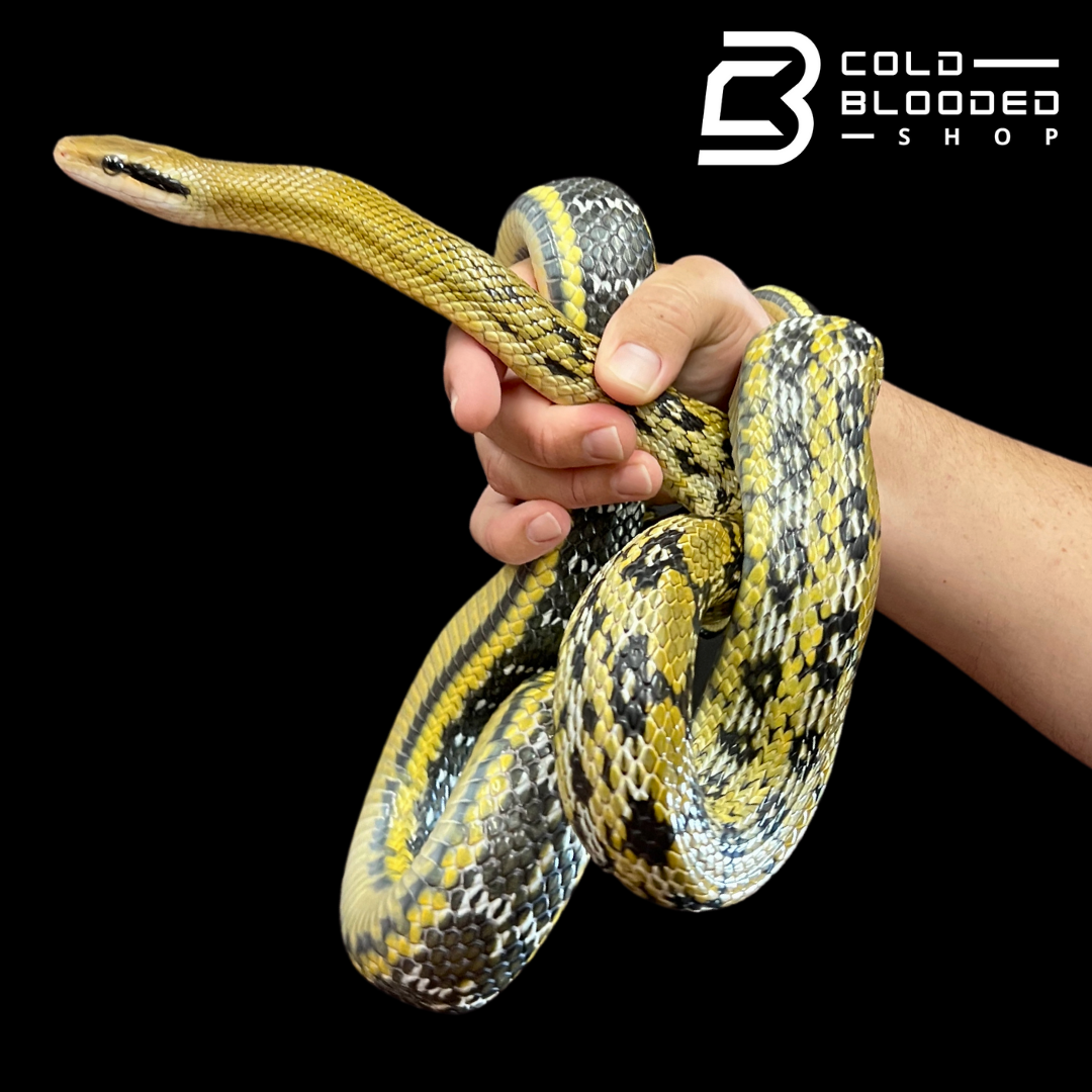 Adult Female Taiwan Beauty Rat Snake - Orthriophis taeniura