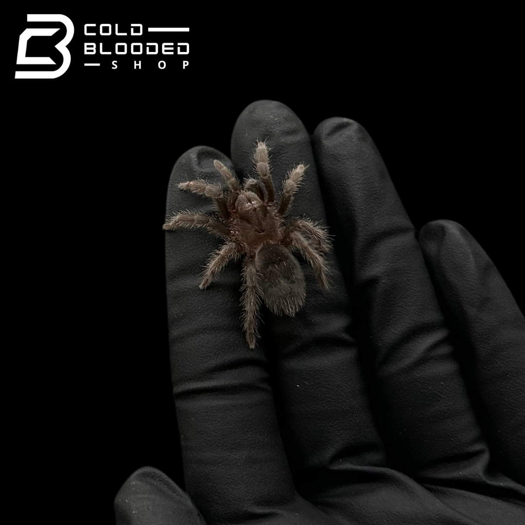 CB Uruguay Black Beauty Tarantulas - Grammostola quirogai
