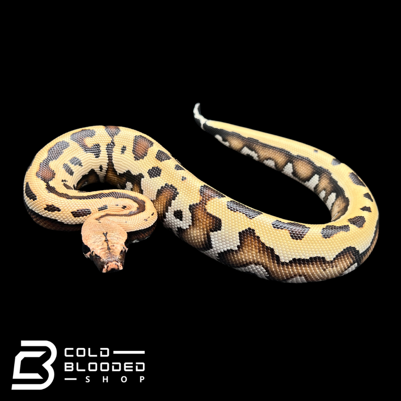 Goldeneye 100% Het T- Blood Python - Python brongersmai