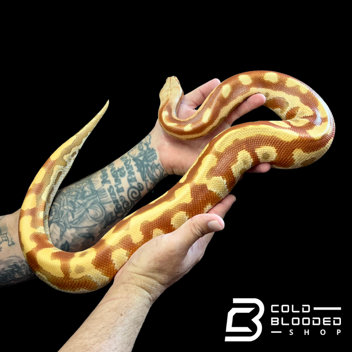 Adult Female Albino Blood Python - Python brongersmai