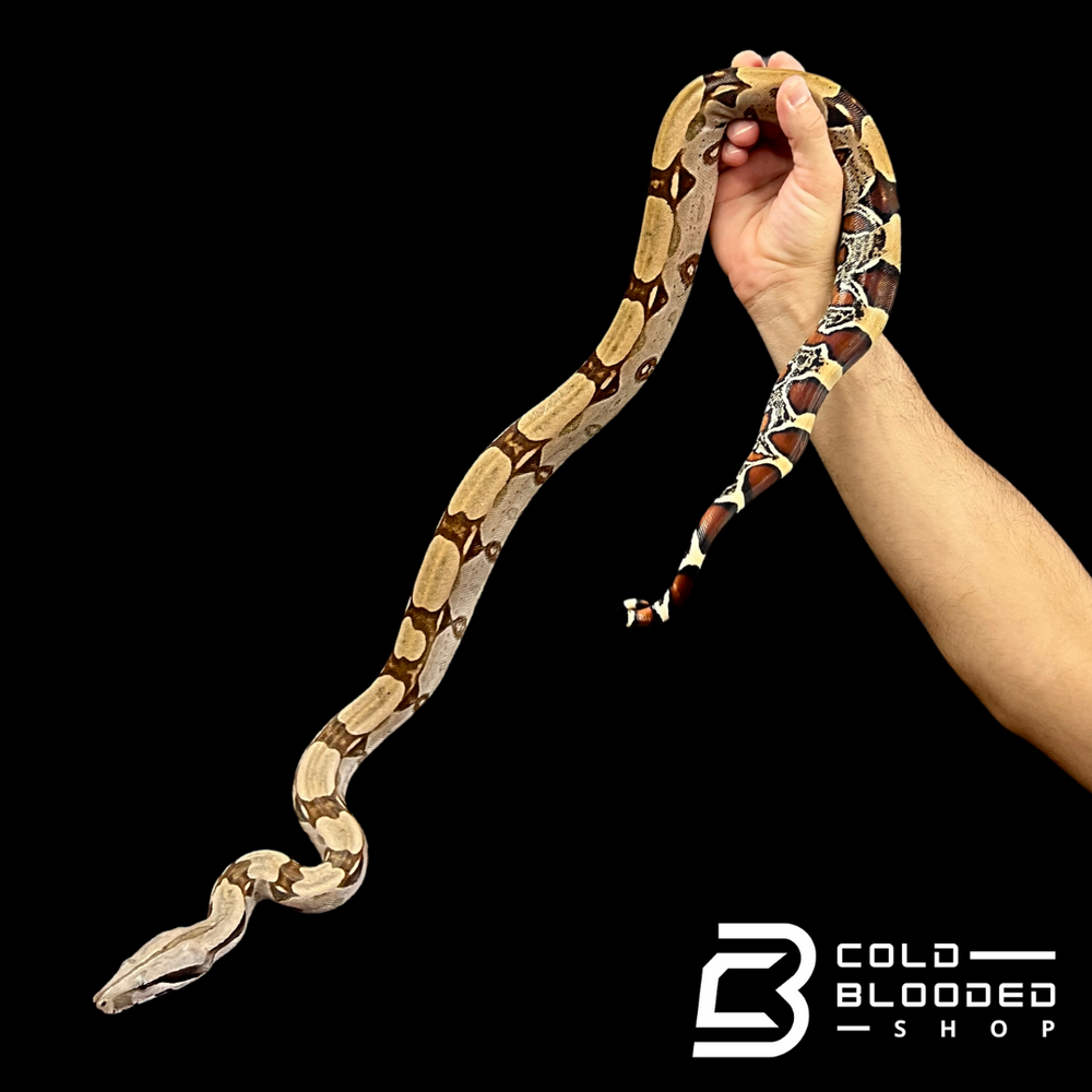 Shop Snakes Online – Colubrids, Pythons & More with Fast Shipping