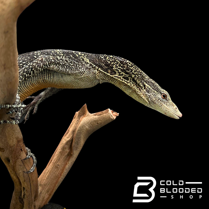 Adult Male Golden-spotted Tree Monitor - Varanus boehmei