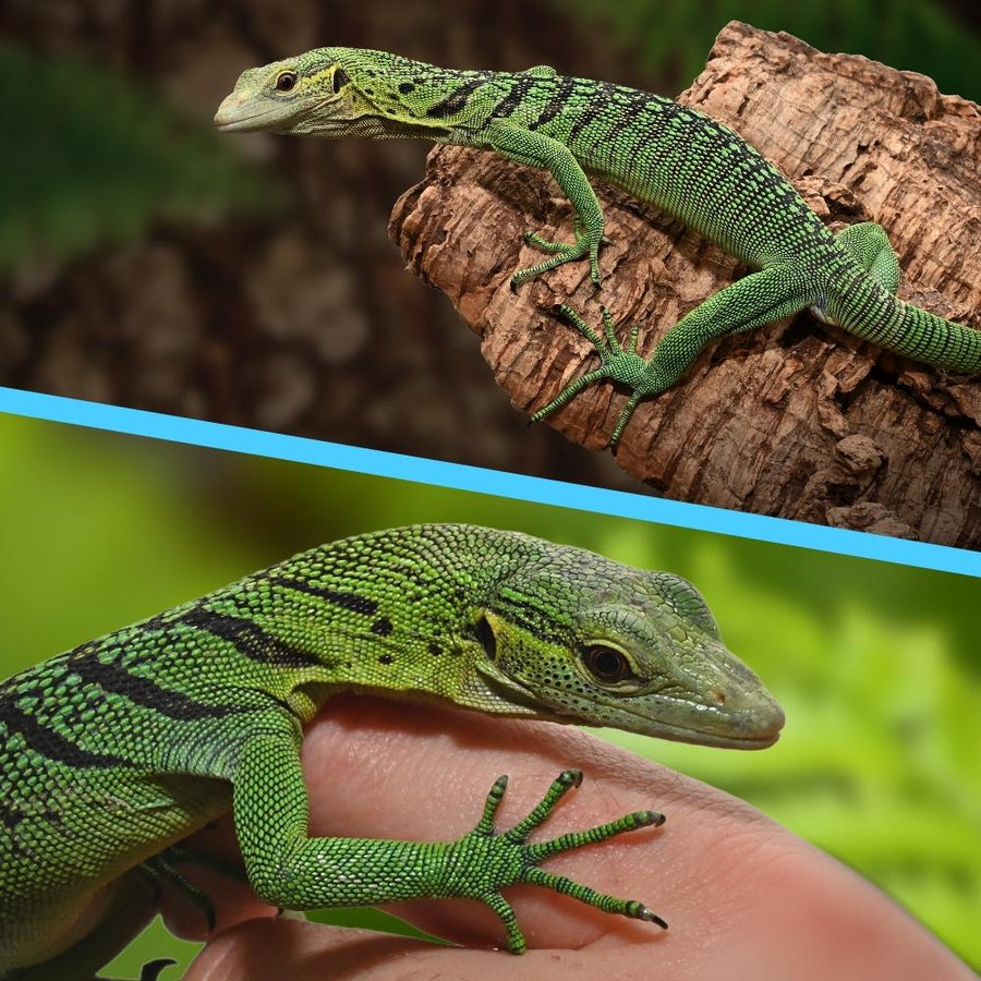 Green Tree Monitors - Varanus prasinus for Sale