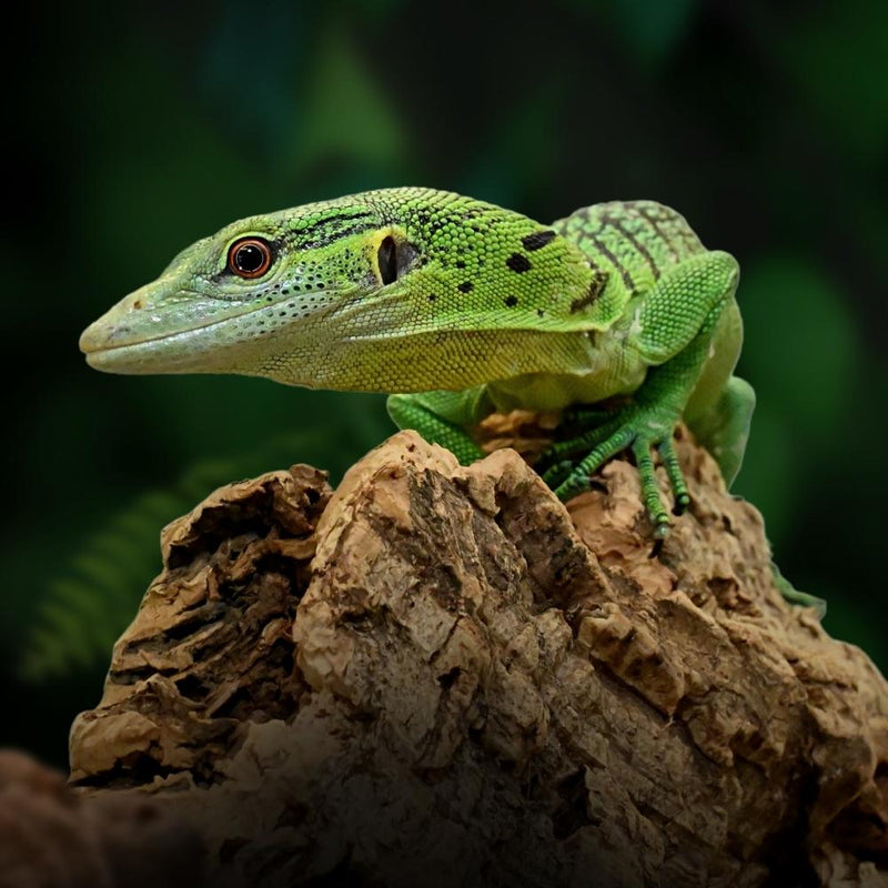 Green Tree Monitors - Varanus prasinus for Sale