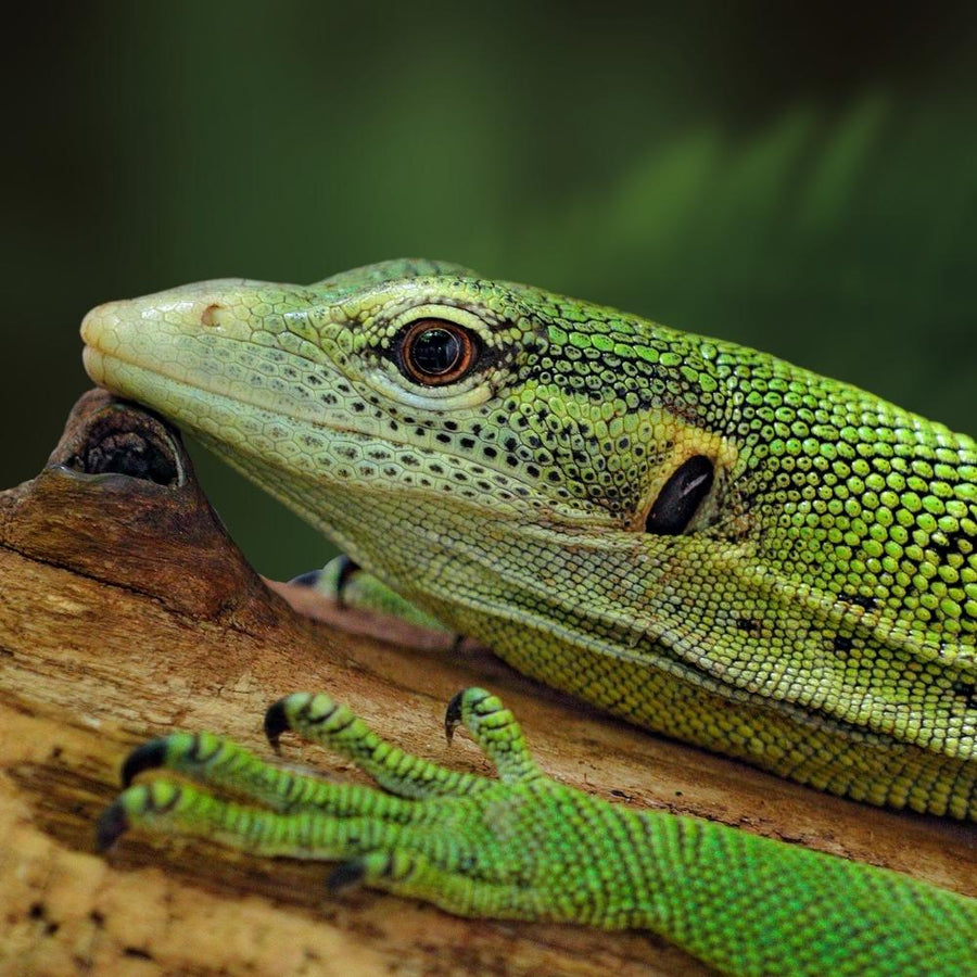 Green Tree Monitors - Varanus prasinus for Sale