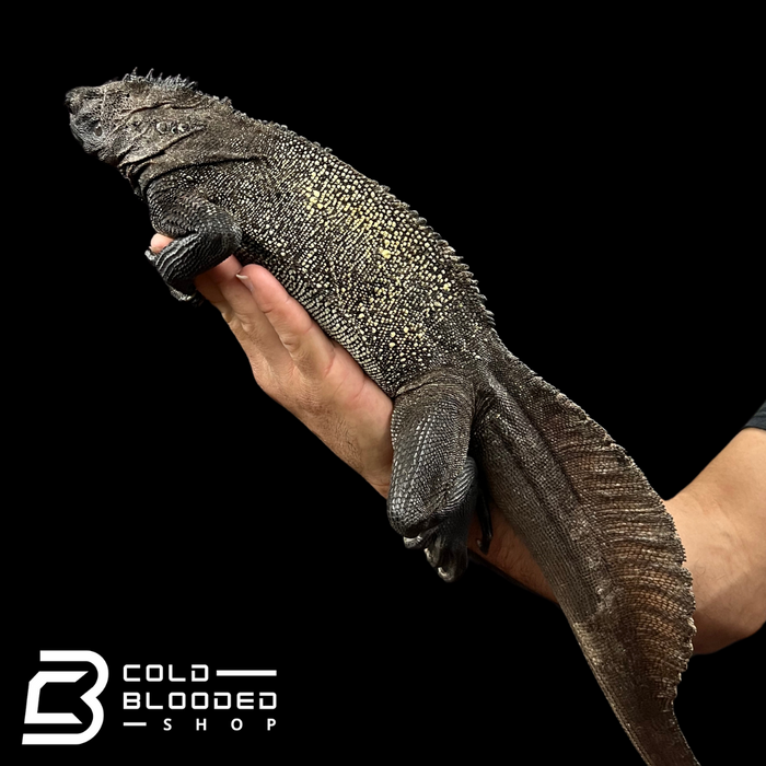 Adult Black Sailfin Dragon Lizard - Hydrosaurus celebensis