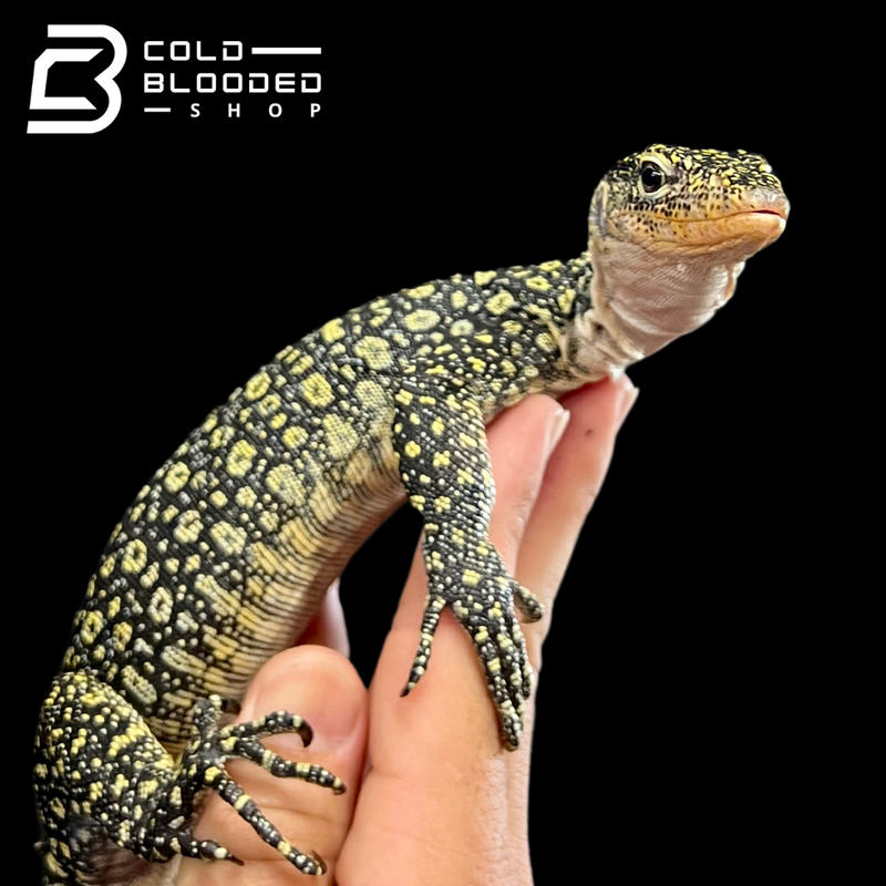 Kei Island Monitor - Varanus colei