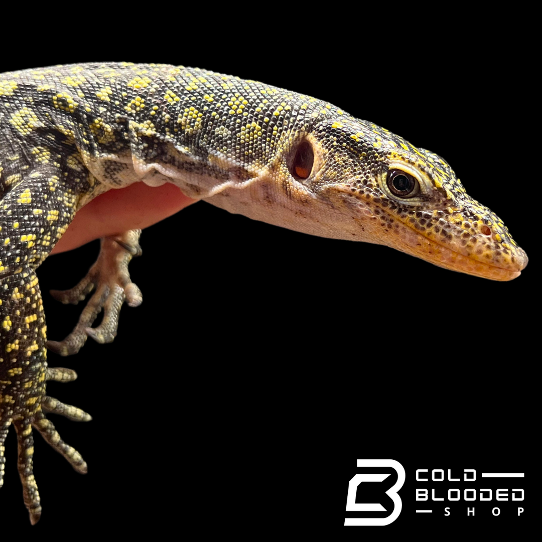 Kei Island Monitor - Varanus colei