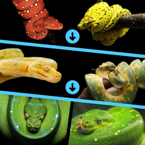 Baby Manokwari Green Tree Pythons - Morelia viridis